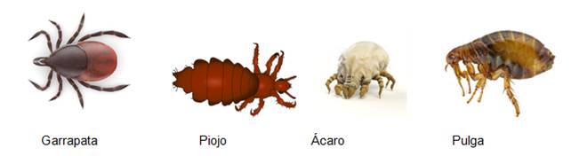 El Fauno y Basajaun: diciembre 2016