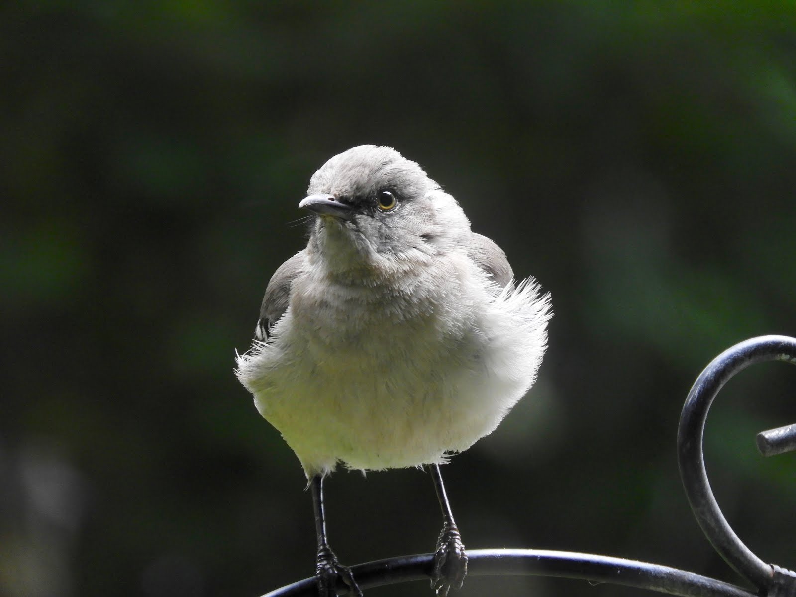 It's All About Purple: Mockingbird...
