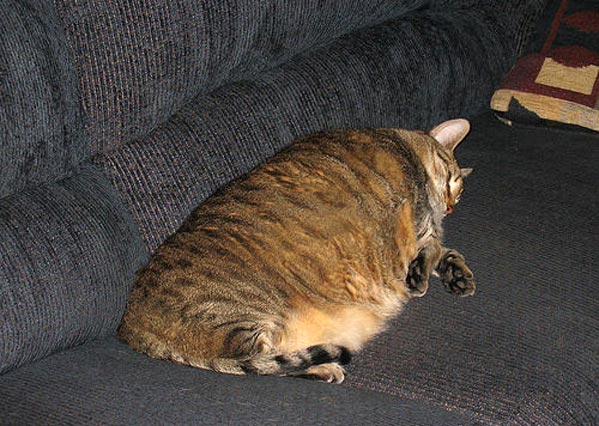 Fat and Lazy | Funny Cat Pictures