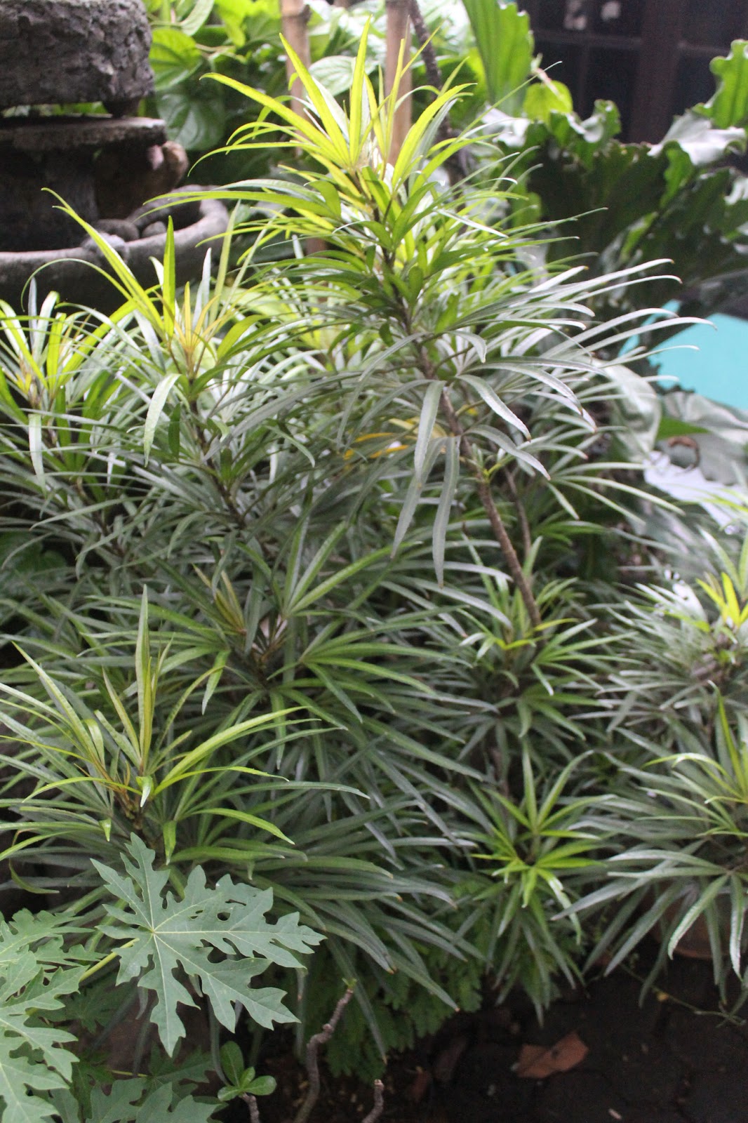 SALAK NURSERIES - Jual Tanaman Hias Pupuk dan Media Tanam: Aralia Daun ...
