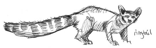 Art by Jeane Nevarez: ringtail