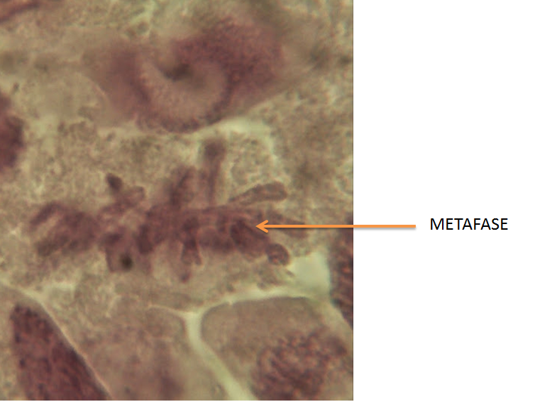 Bilogia e Geologia 11: novembro 2014