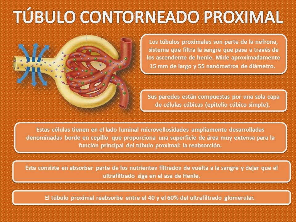 Blog de Fisiología, UAS, Valeria Medel García : ASA DE HENLE Y TÚBULO ...