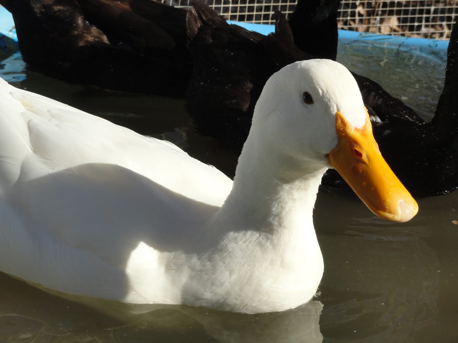 MamaDuck: Kouta, Pekin drake