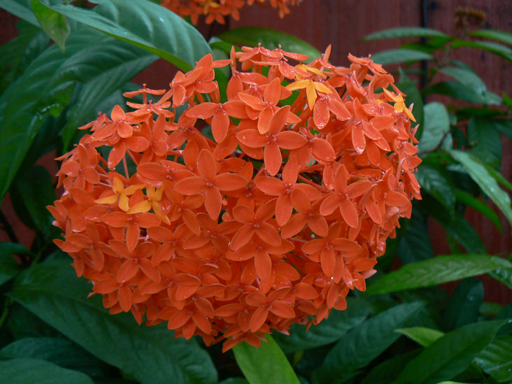 v e r d e c h a c o: Ixora