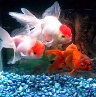 Ikan Koi Terpopuler- Koi Oranda | Ragam Dunia Hewan