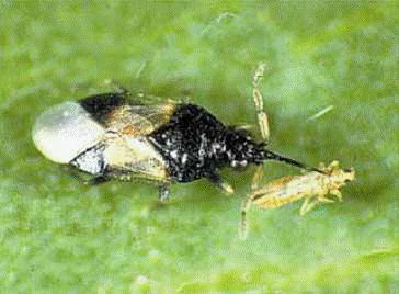 Control biológico : INSECTOS DEPREDADORES: Hemiptera