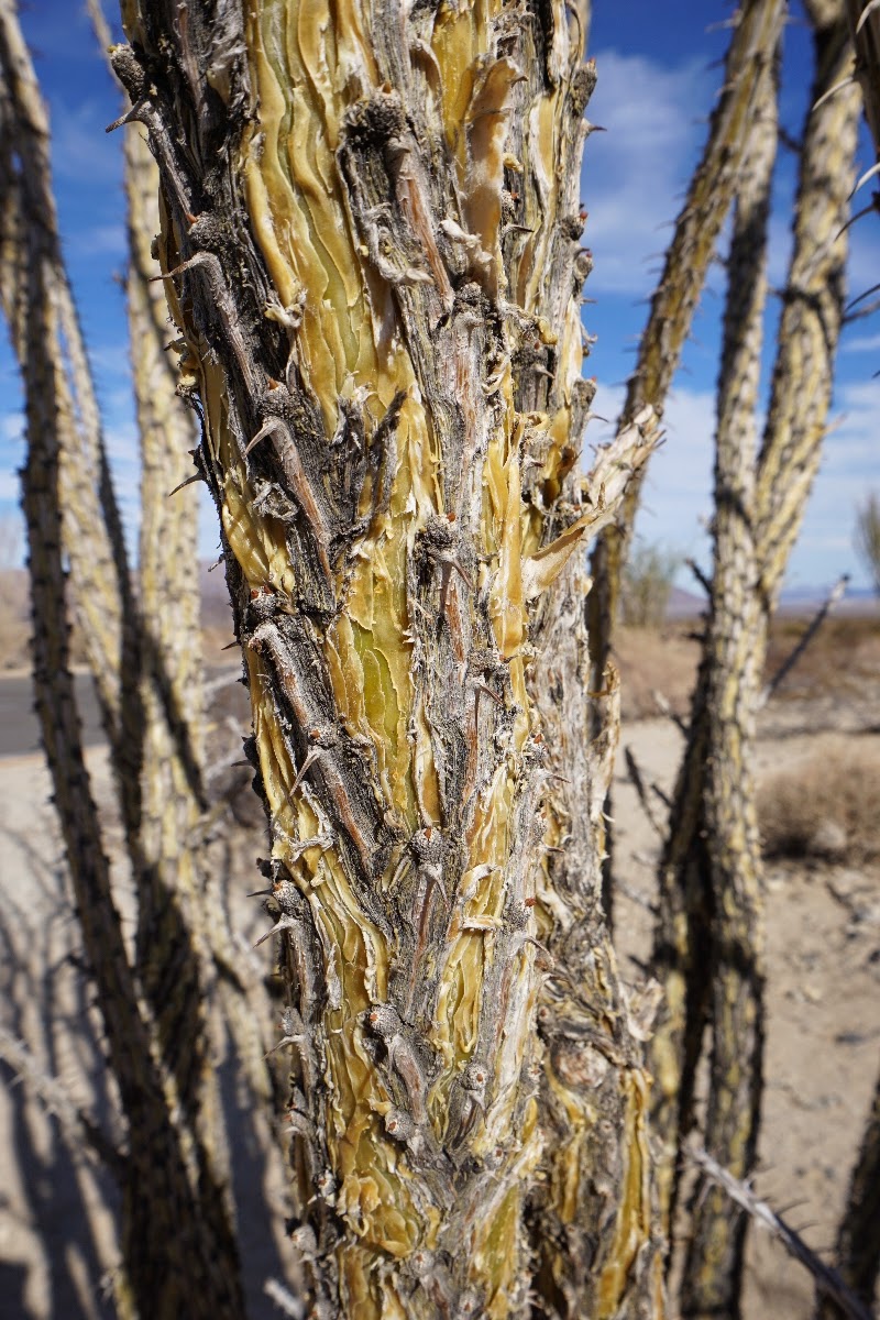 CSUS Praktikum: San Diego - Tijuana Mexiko - Joshua Tree National Park