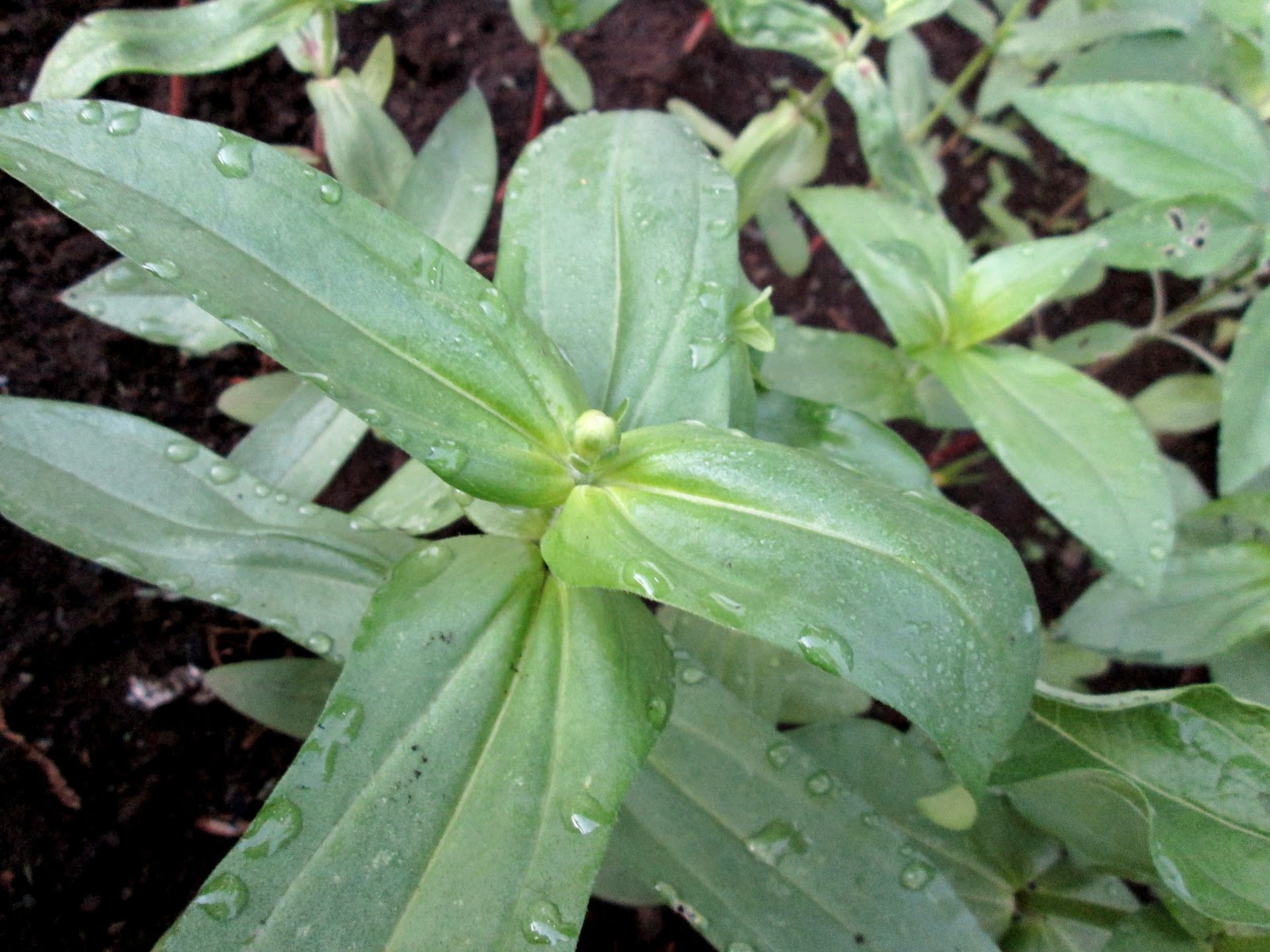 Merawat Bunga Zinnia atau Bunga Kertas - Ragam Tanaman