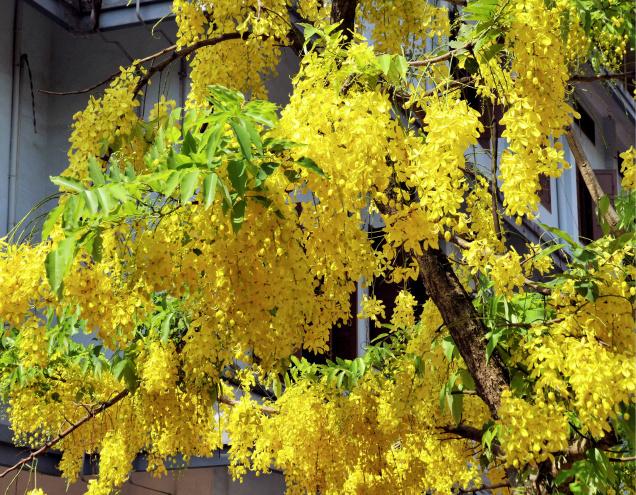The Photographer: Cassia Fistula, Known as the Golden Shower Tree
