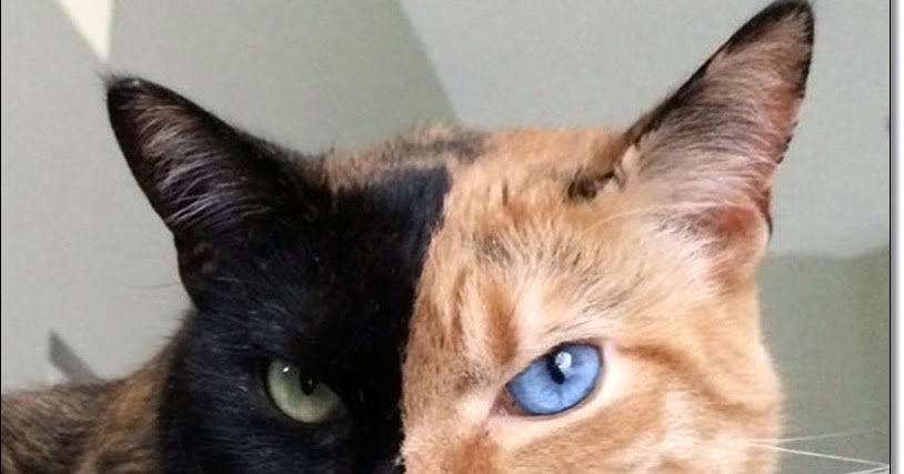 The Pet Tree House - Where Pets Are Family Too : Meet Venus, The ...