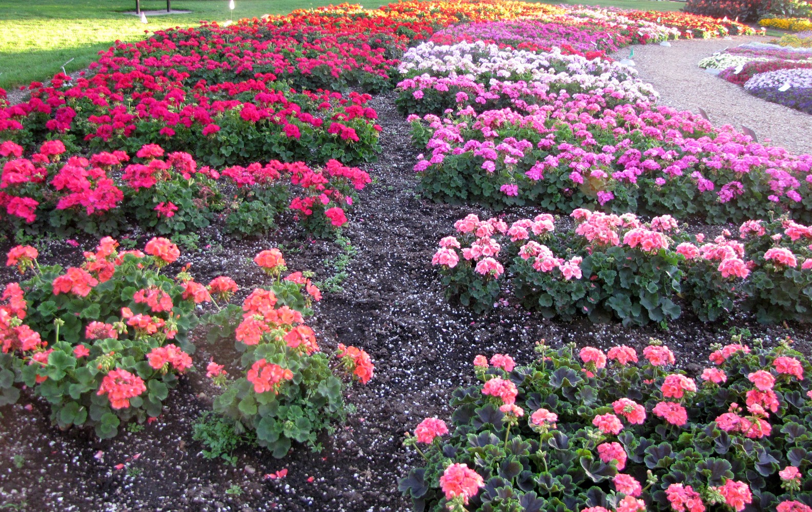 timeless reflections: Flower Gardens