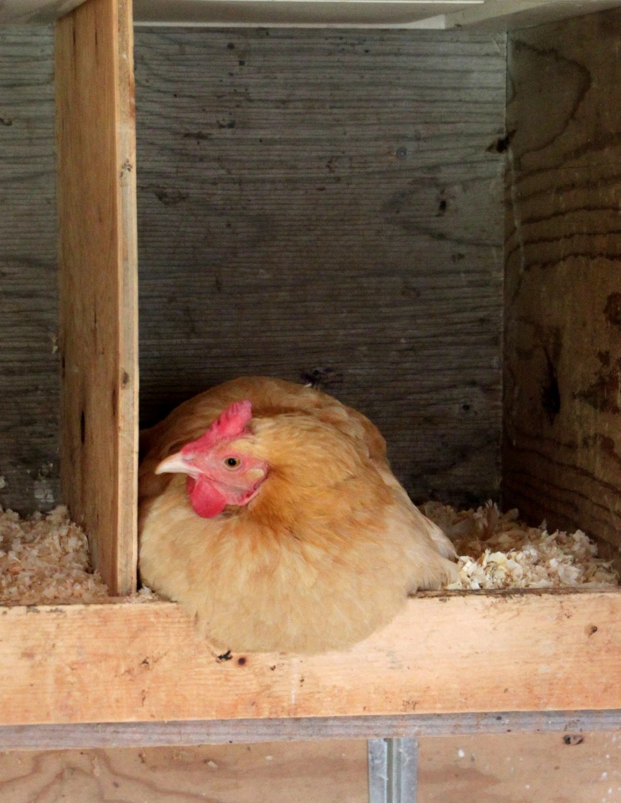 6 Myths Busted about Backyard Chickens | Community Chickens