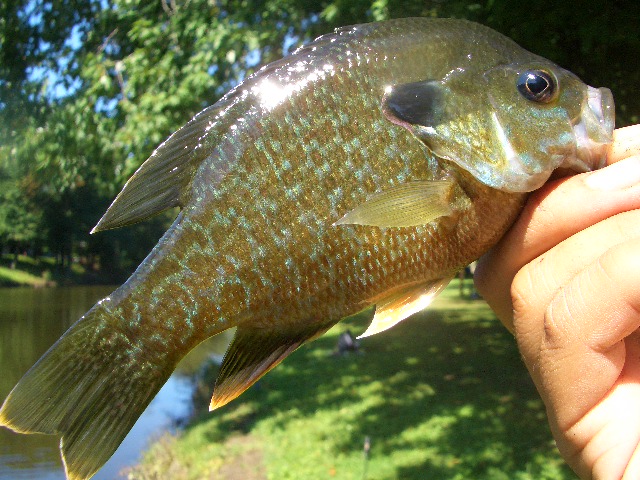 Extreme Philly Fishing: Be a "Sunfish Expert:" A Simple Guide for ...