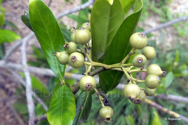 Tarenna asiatica - Asiatic Tarenna - Flowers of Tamilnadu