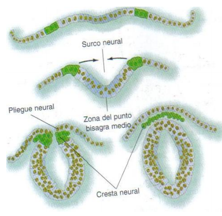 Embriología 1126: Cresta Neural