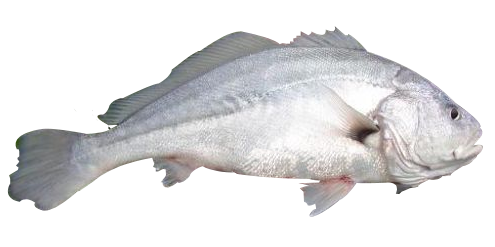 A Arte da Pesca: Peixes de Água Doce - Corvina