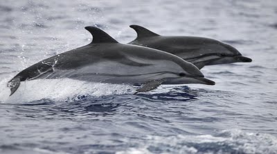 Sieghart: Fakta Tentang Lumba -Lumba