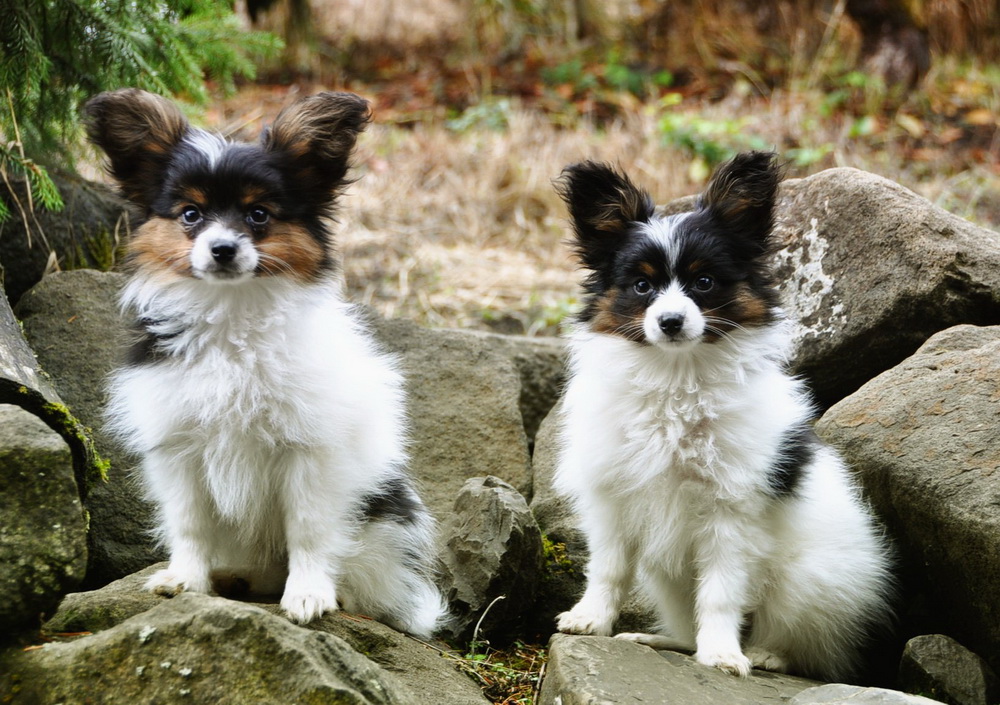 Road's End Papillons : 12 Weeks old Papillon Sibblings