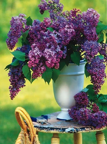 CHIC AND YE SHALL FIND: IT'S LILAC SEASON!