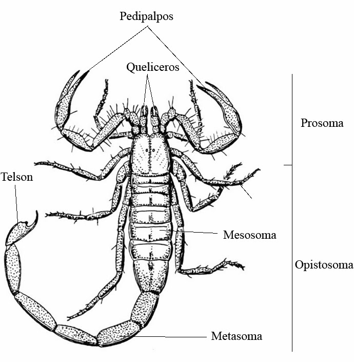 El Rey Escorpión. Las 7 especies más letales.