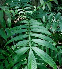 Tumbuhan herbal disekitar kita: KHASIAT DAUN SUNGKAI UNTUK OBAT