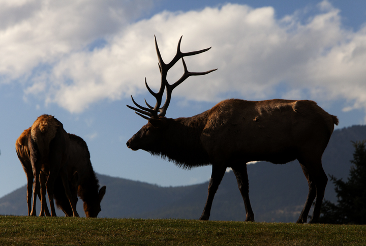 Ken Papaleo: X Marks the Shot: Elk in the fall, Evergreen, Colorado.