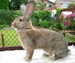 Uriașul Belgian - Cresterea iepurilor, afaceri cu iepuri