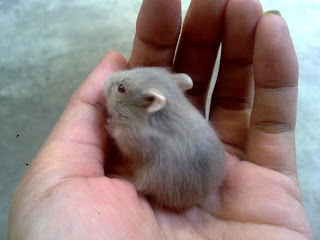 My Hammies World: Campbell's Russian Hamster Colors, Patterns And Coats