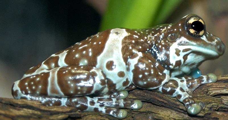 Ander 7 : Trachycephalus resinifictrix - Sapo-de-leite da Amazônia