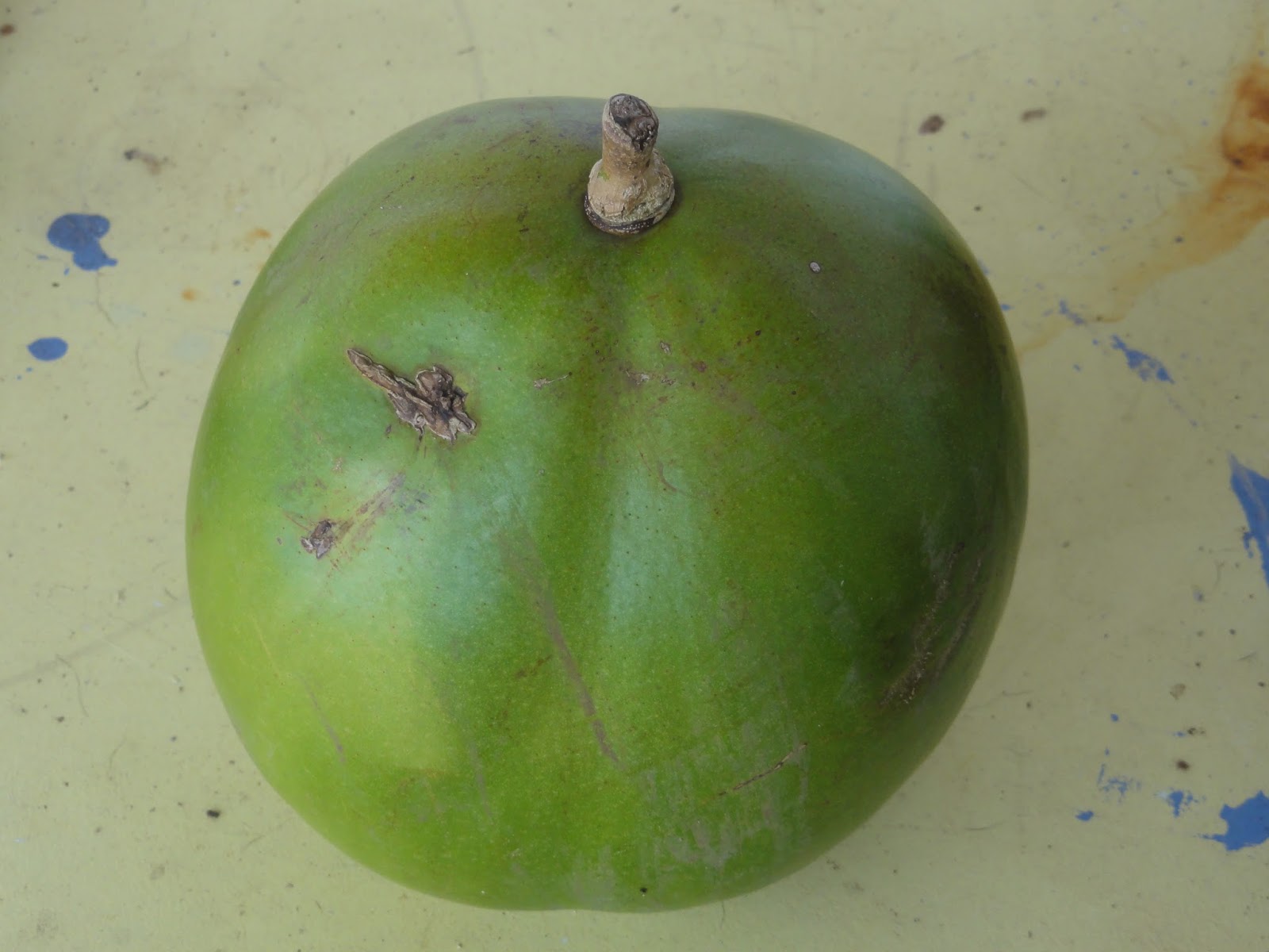 Persil et oignon pays: Calebasse et kwi