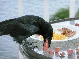 Spikeabell's ramble: Ravens