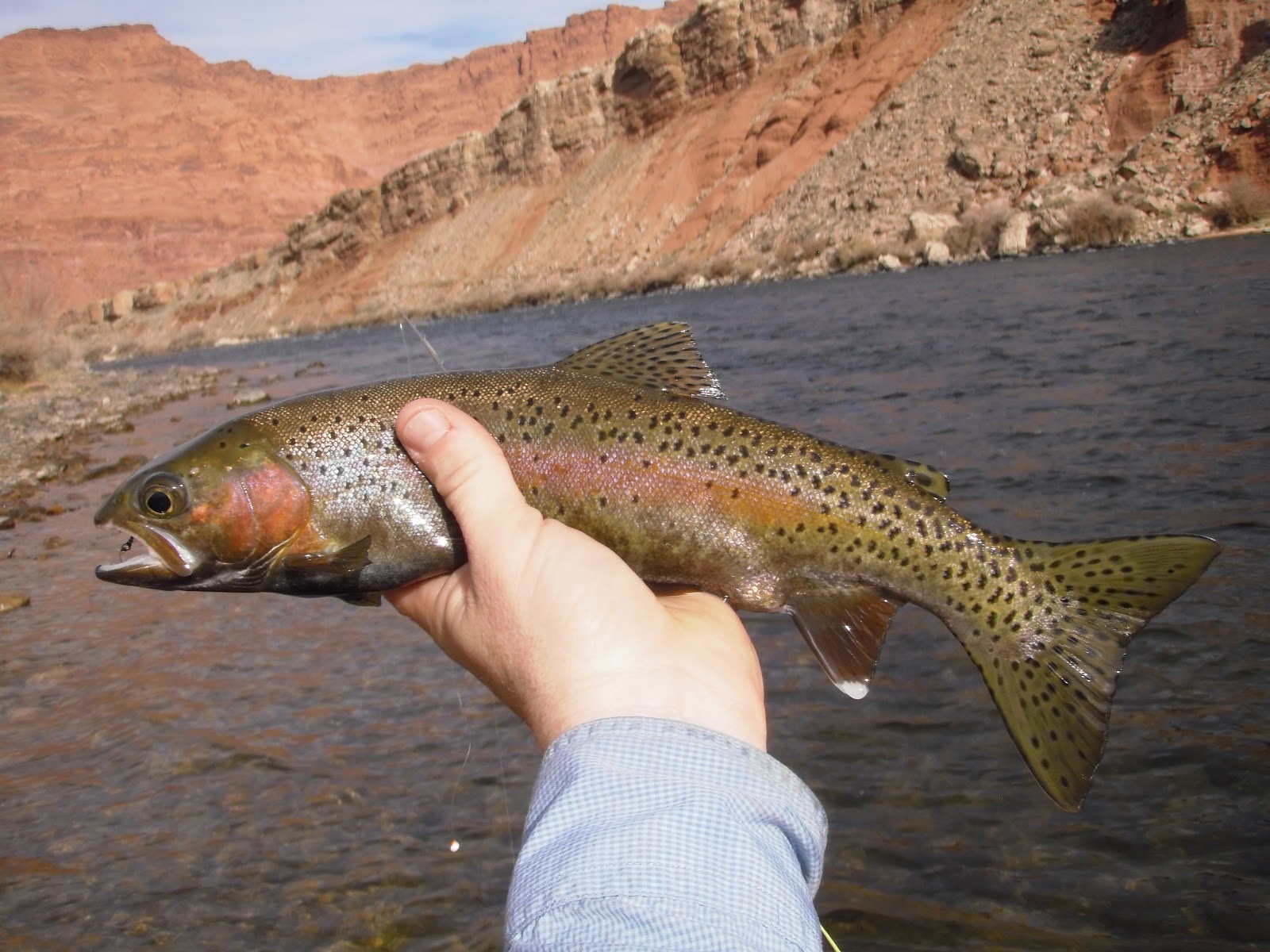 Lees Ferry Fishing Report - Lees Ferry AZ: April 2013