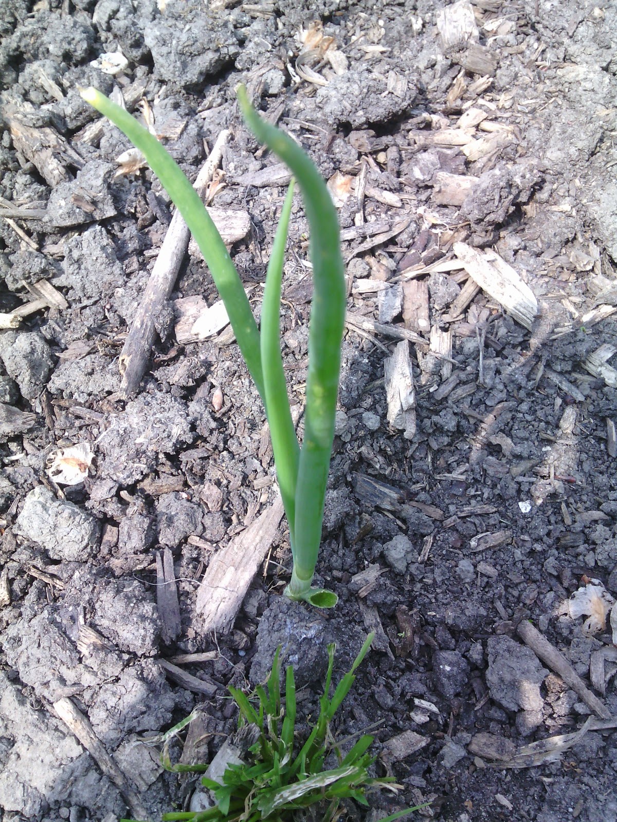 Berber tuiniert: Onkruid! Onkruid?