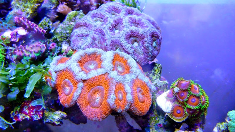 Howard`s Reef: Corals from the Signature