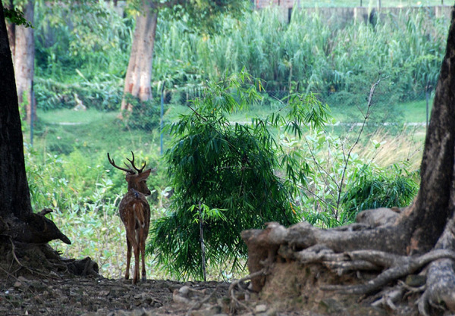 Wanderlust: Malsi Deer Park - Dehradun
