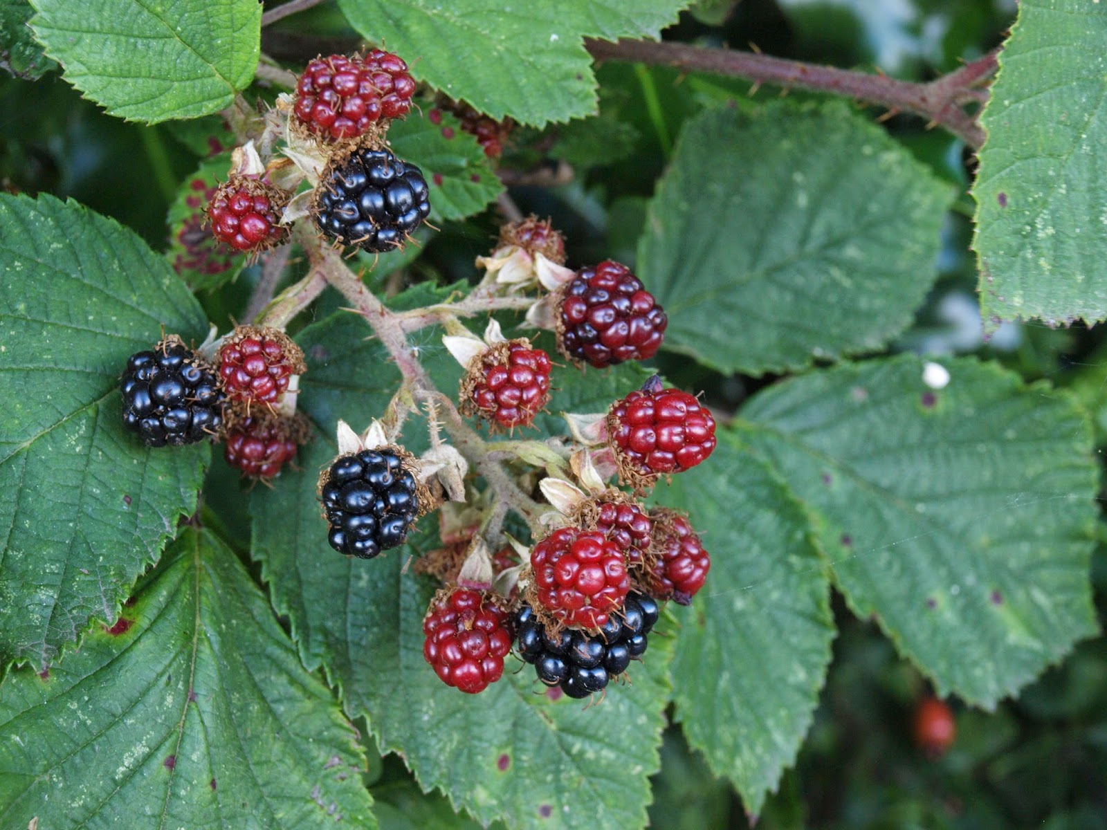 Ragged Robin's Nature Notes: A Walk Along the Grand Union Canal and ...