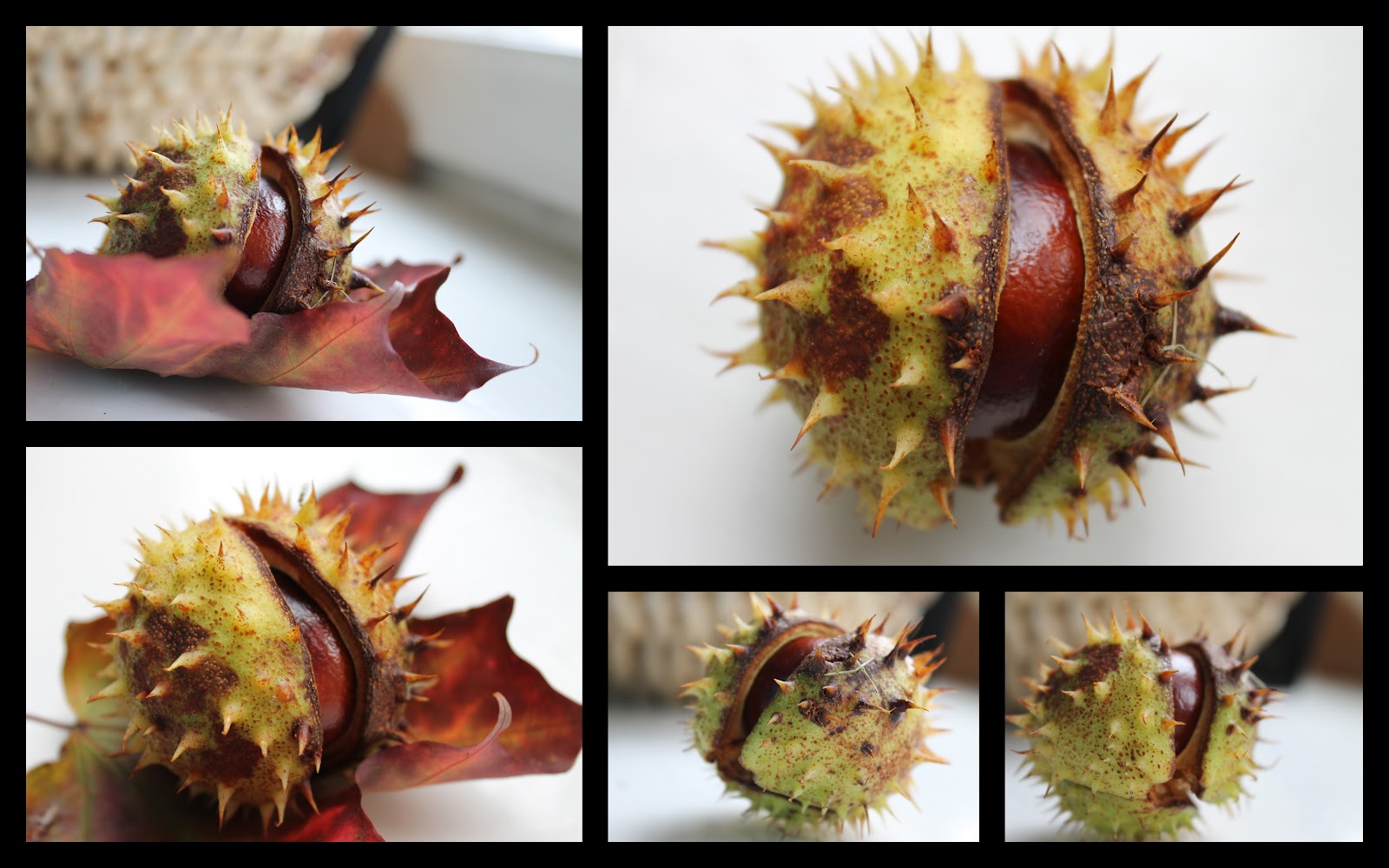 sauja no manis: grīdas sega un kastaņi