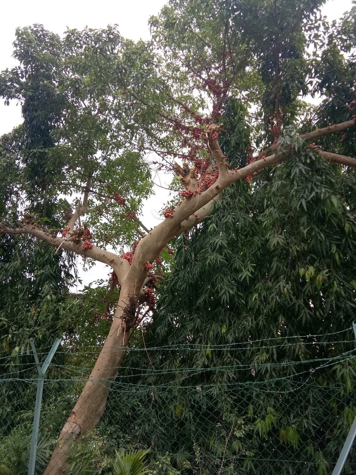 Pokok Ara, pokok nostalgia kutu?