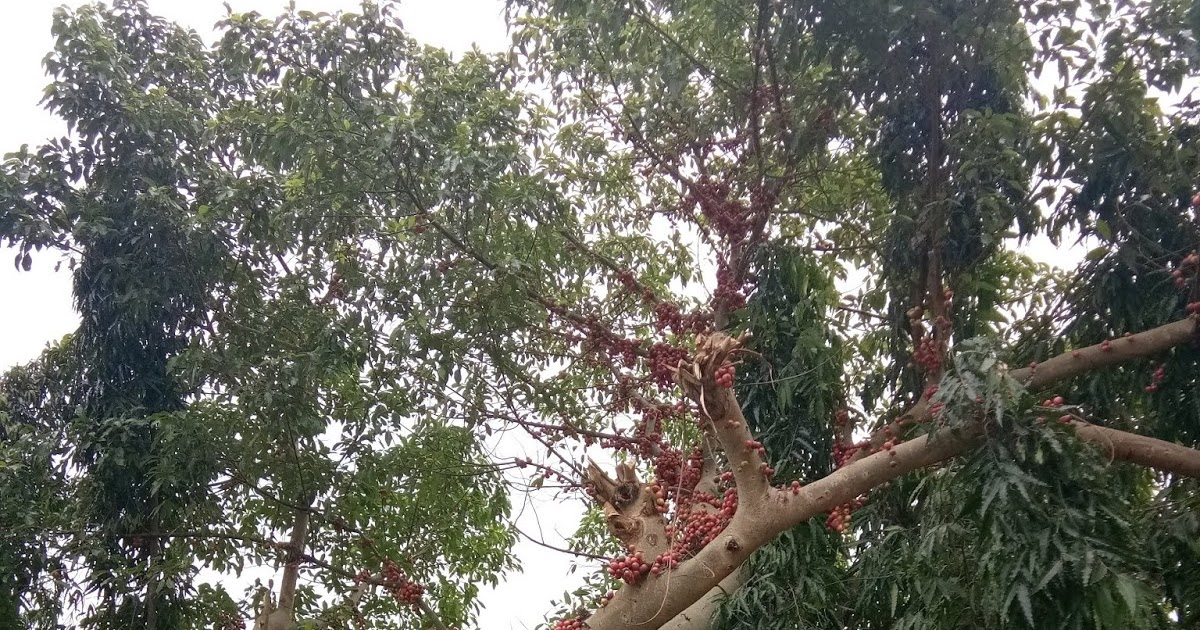 Pokok Ara, pokok nostalgia kutu?
