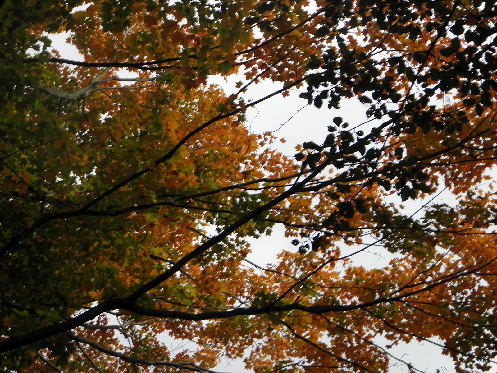 Fall Day October 8th, 2012