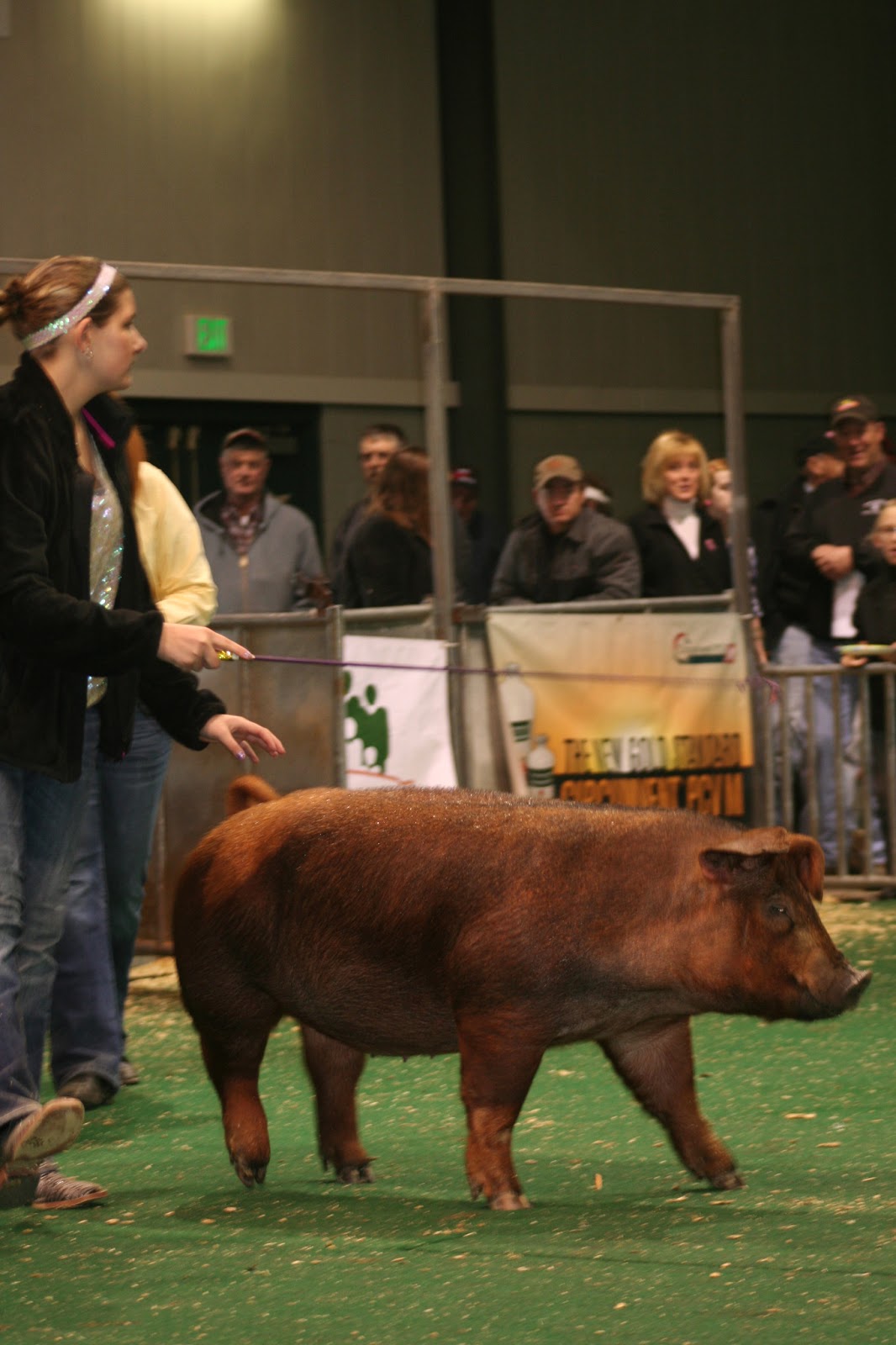 NSR Show & Sale Results: NJSA Southeast Regional Duroc Gilt Show Results
