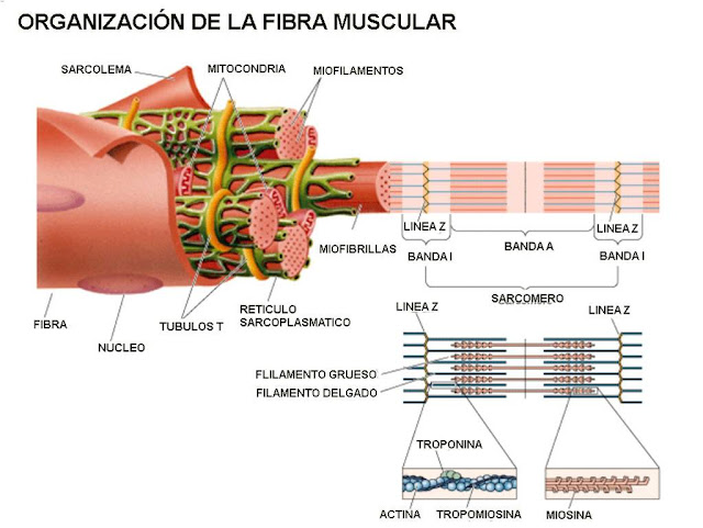 CONTRACCIÓN MUSCULAR