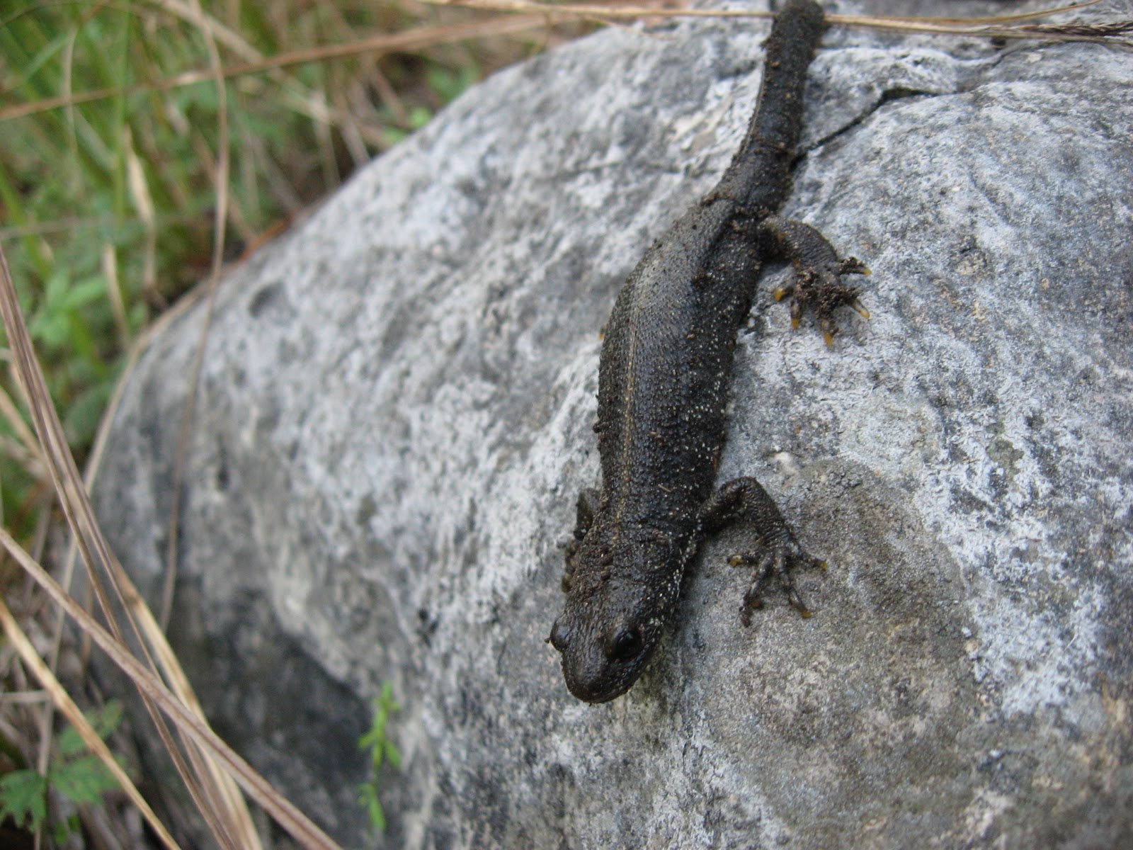Salamandre & co.: Triturus carnifex (Italian crested newt) defensive ...