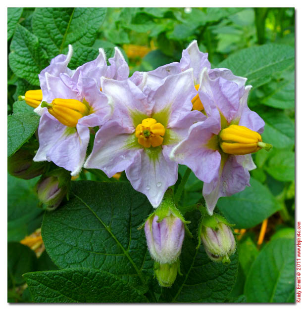Randy & Meg's Garden Paradise: Potato blossoms