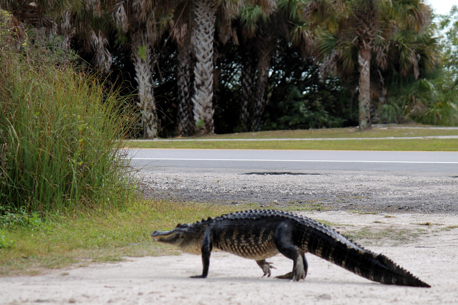 mitcheci photos: Florida: Gator Crossing