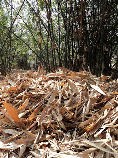 MUSUH ALAMI-PREDATOR: Aktiviti enzim kulat daripada daun buluh reput