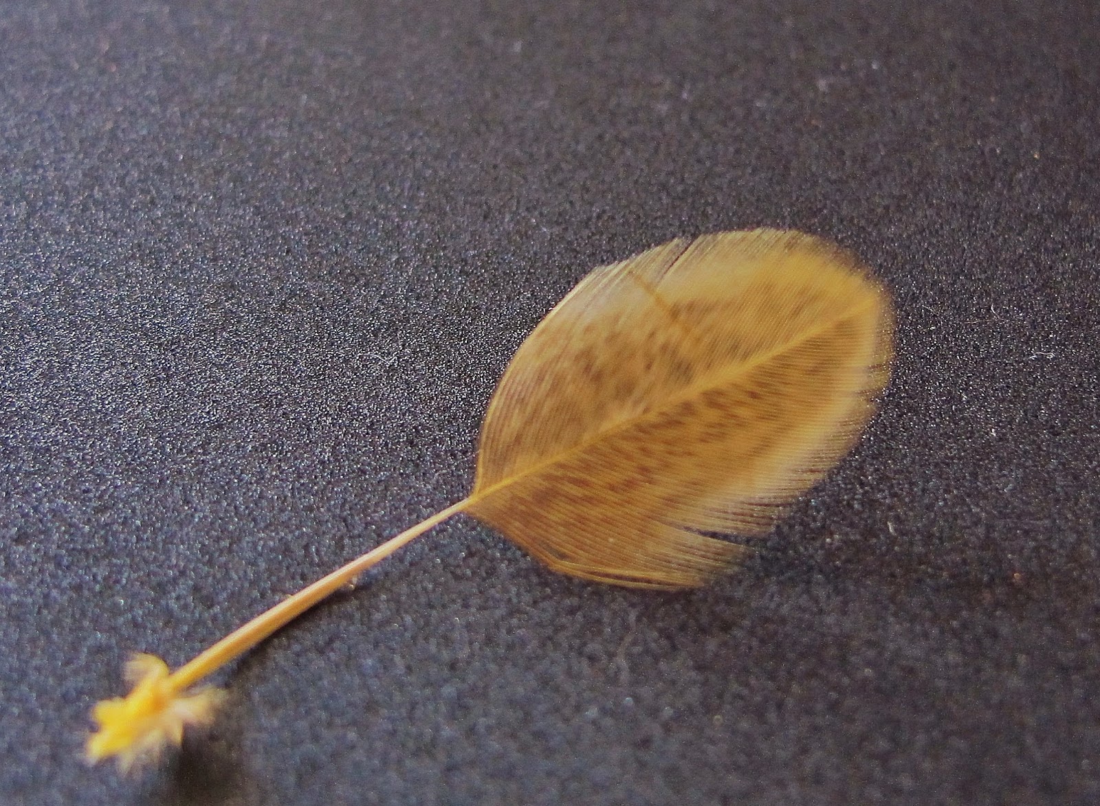 SOFT~HACKLE JOURNAL: Basic Method of Hackling a Soft-Hackle Fly