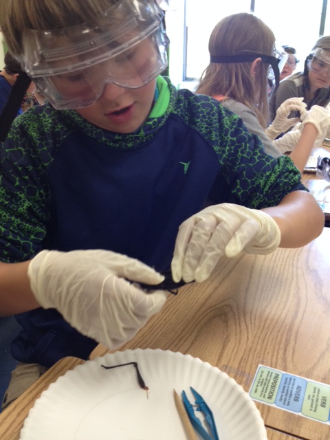 Team McNitt: Dissecting Insects