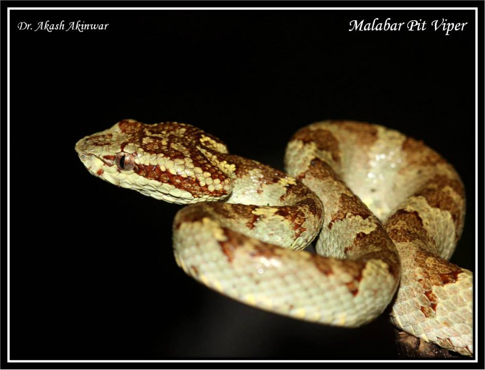 Dr. Akash Akinwar: Amboli Ghat, Biodiversity Hotspot! Amboli - Paradise ...